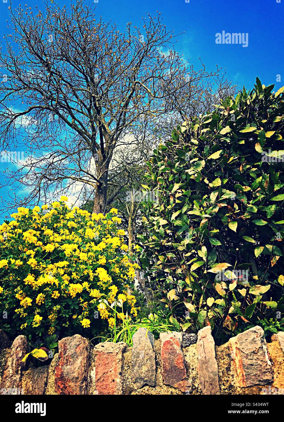 Three alternate spring growing shrubs and trees against a blue sky ...