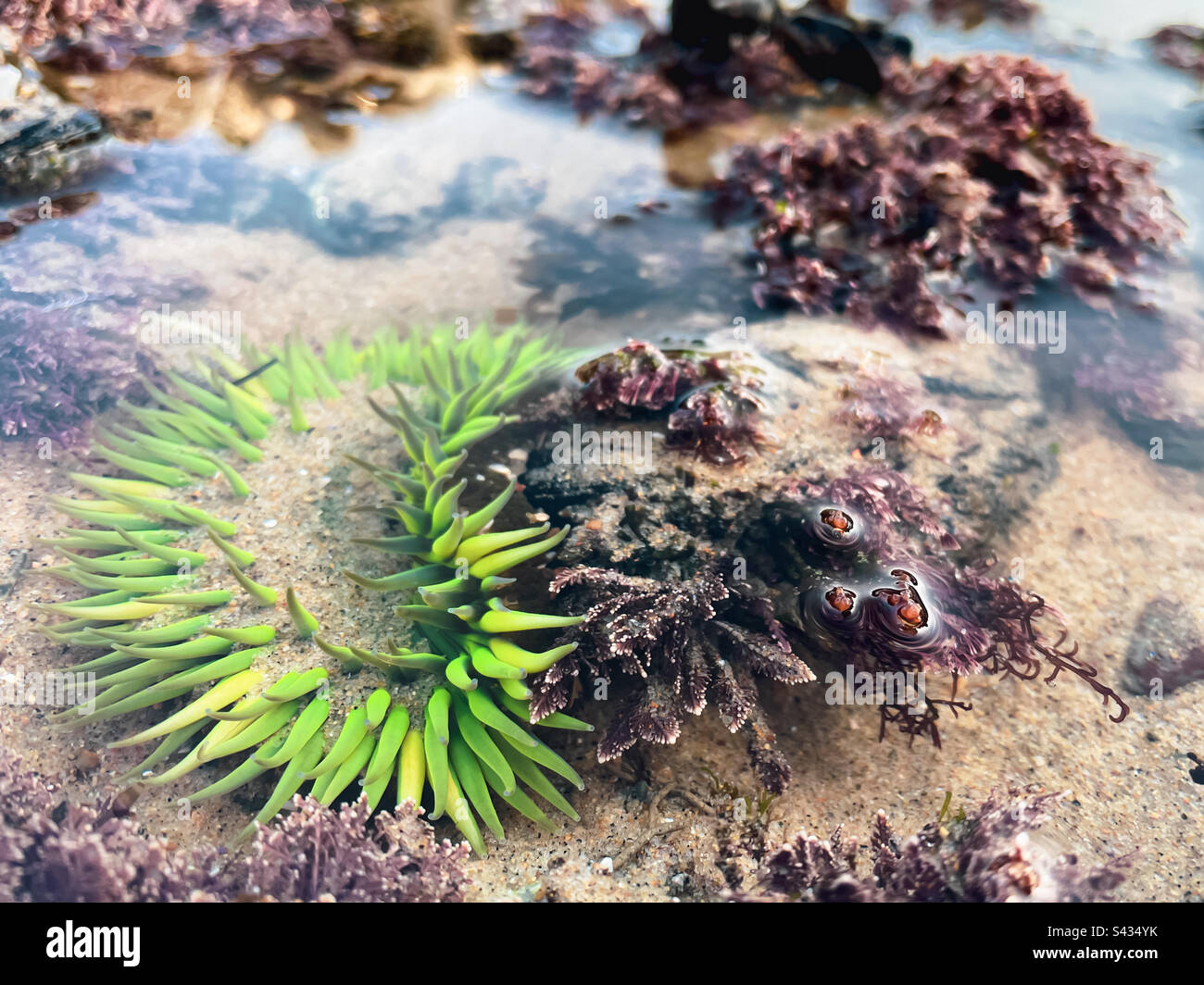 Green sea anemone in a shallow tidal pool at beach in California Stock ...