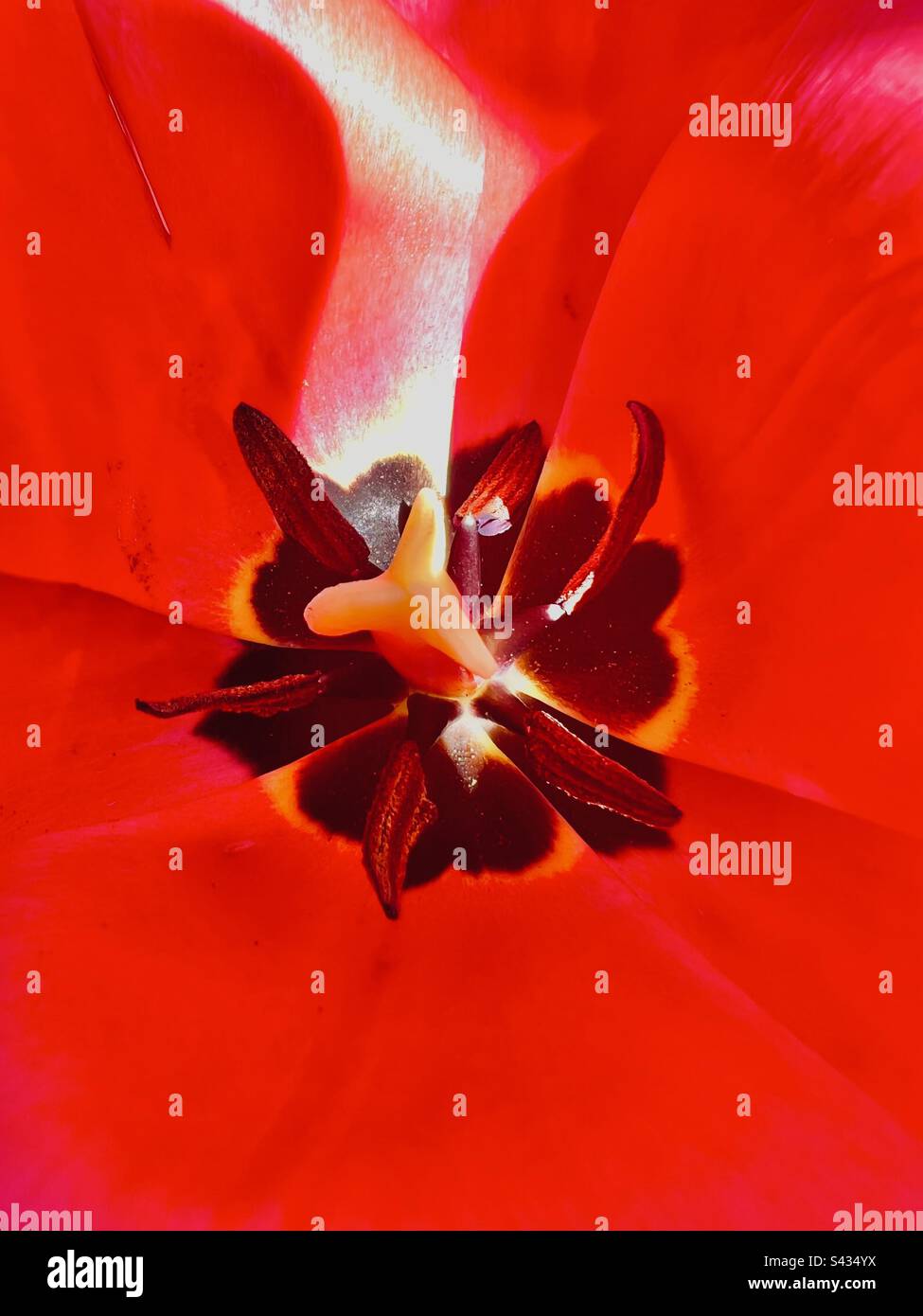 Center plants hi-res stock photography and images - Alamy