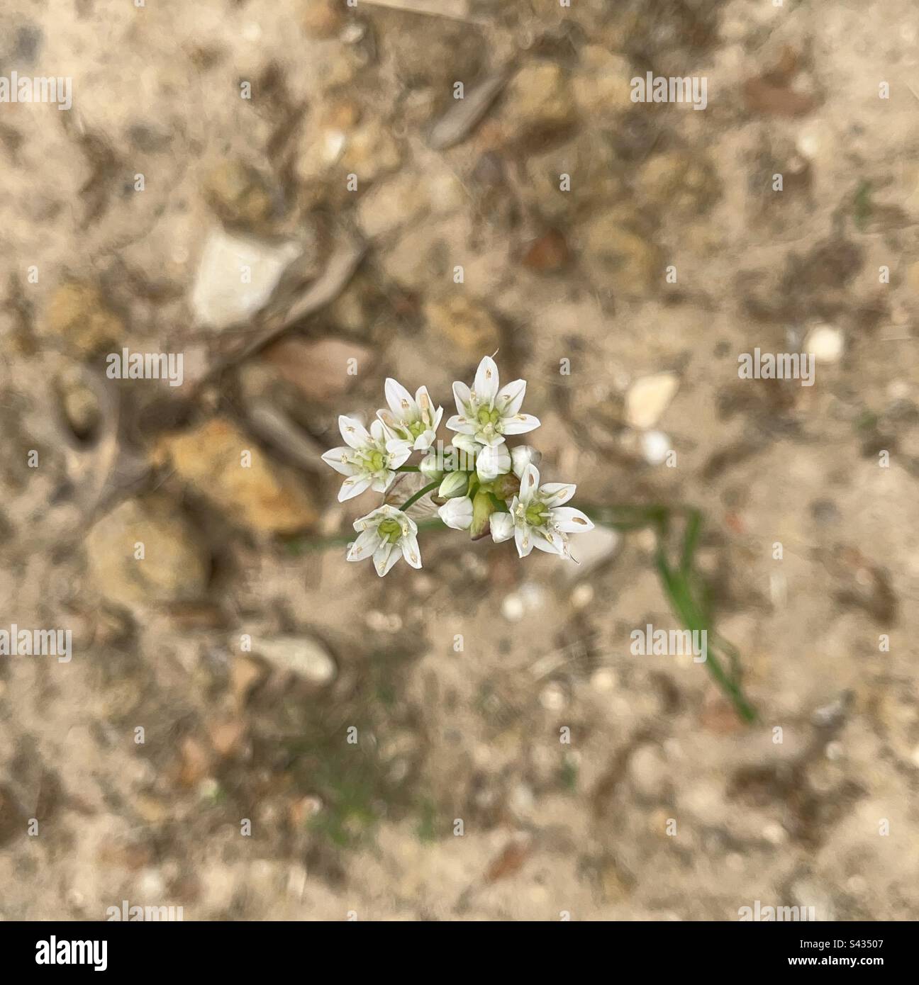 Desert flower hi-res stock photography and images - Alamy