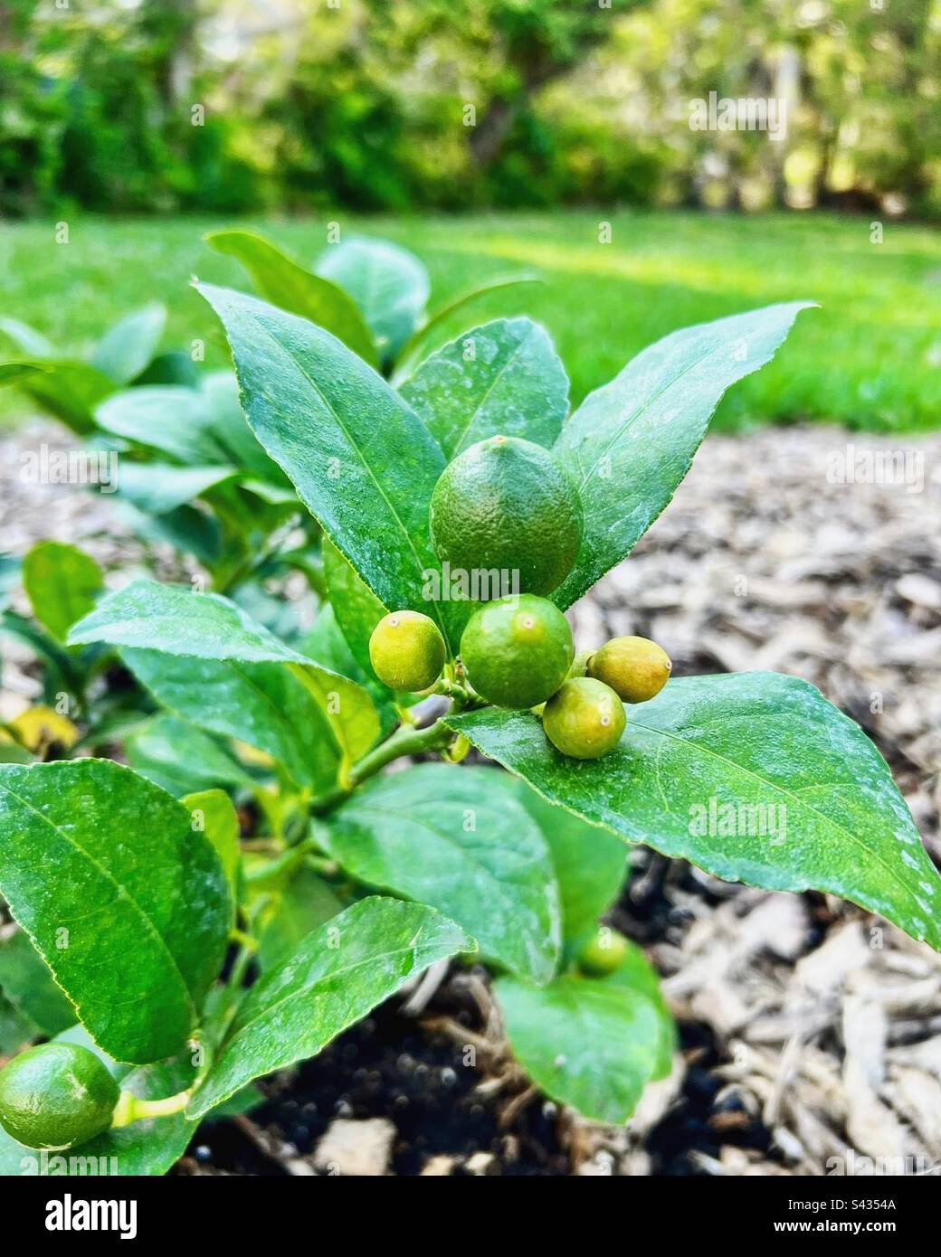 Small meyer lemon tree hi-res stock photography and images - Alamy