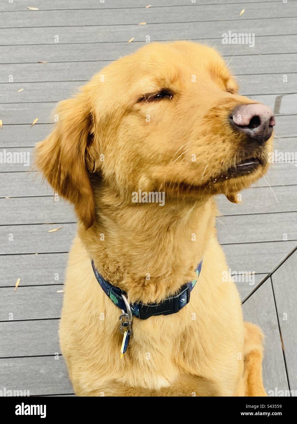 Golden retriever dog photos hi-res stock photography and images - Alamy