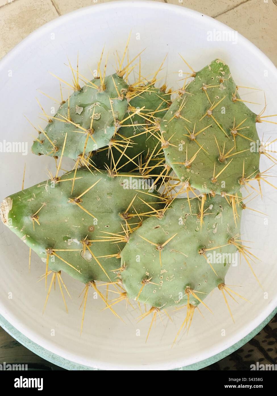Dinner plate cactus hi-res stock photography and images - Alamy