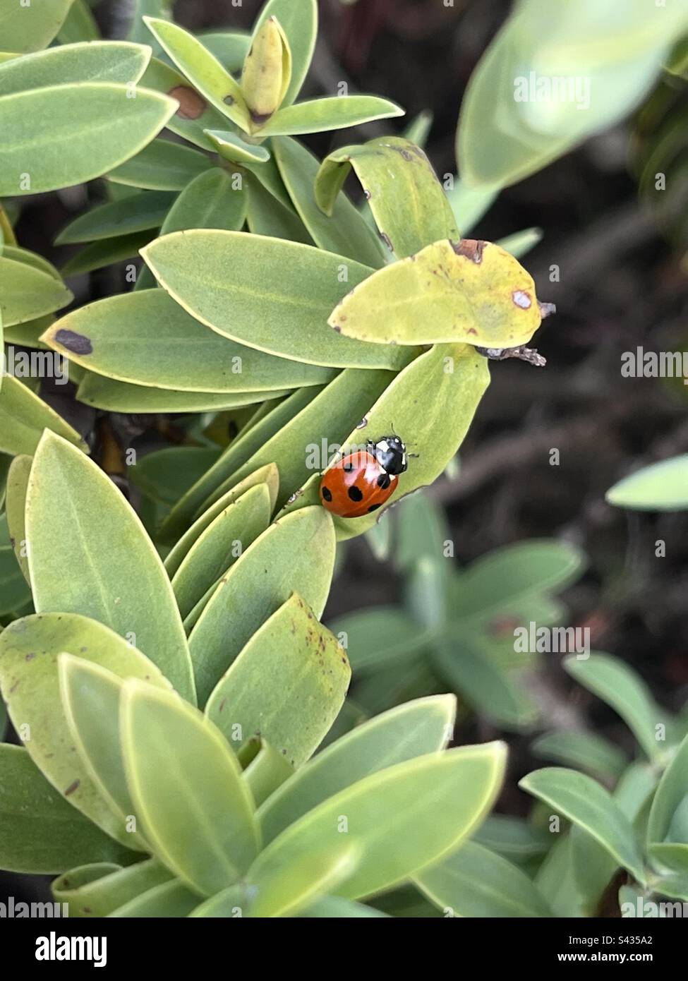 Leaves plant outside hi-res stock photography and images - Alamy