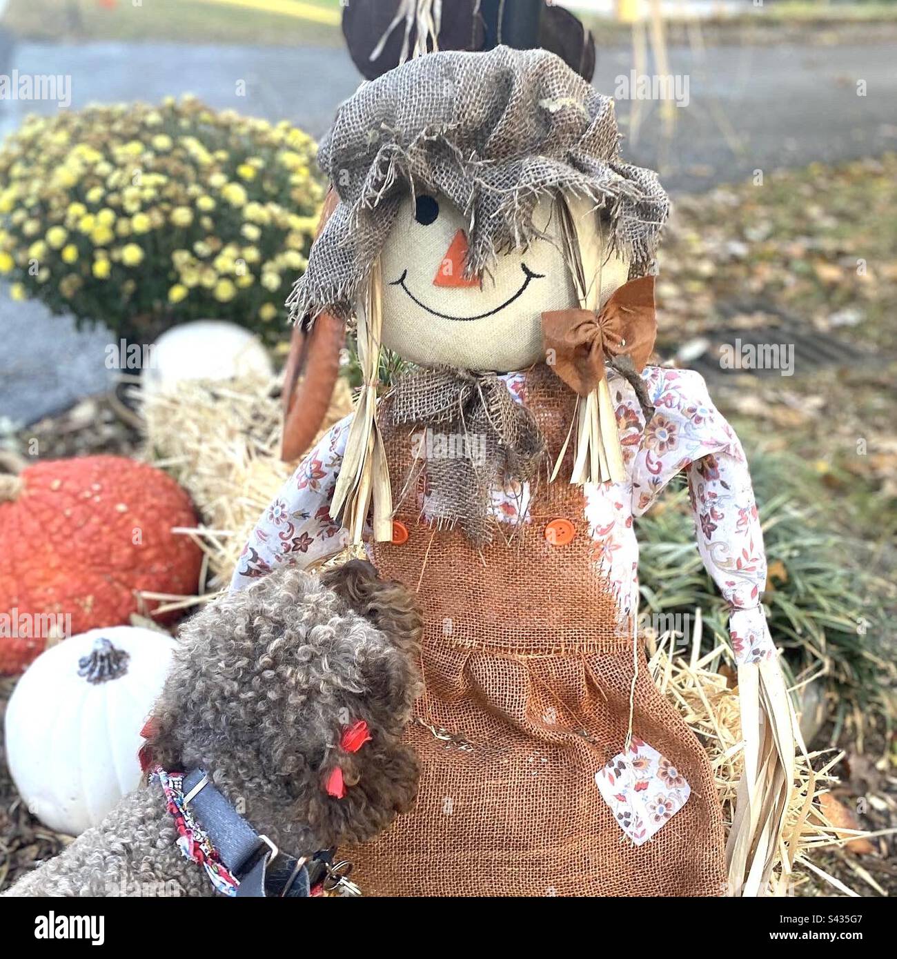 Dog and Scarecrow 🎃 Stock Photo - Alamy