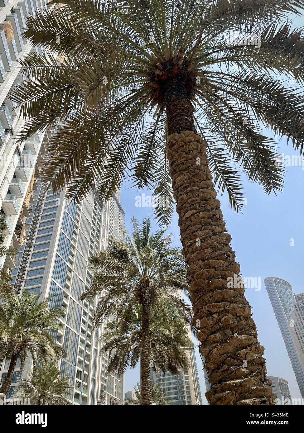 Dubai palm trees hi-res stock photography and images - Alamy