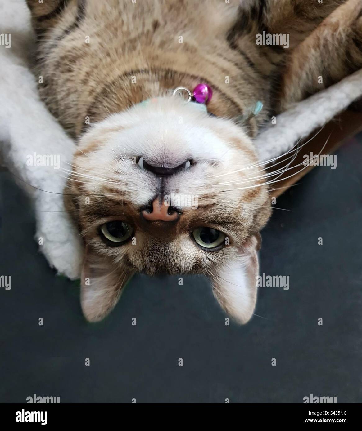 Bat cat hi-res stock photography and images - Alamy