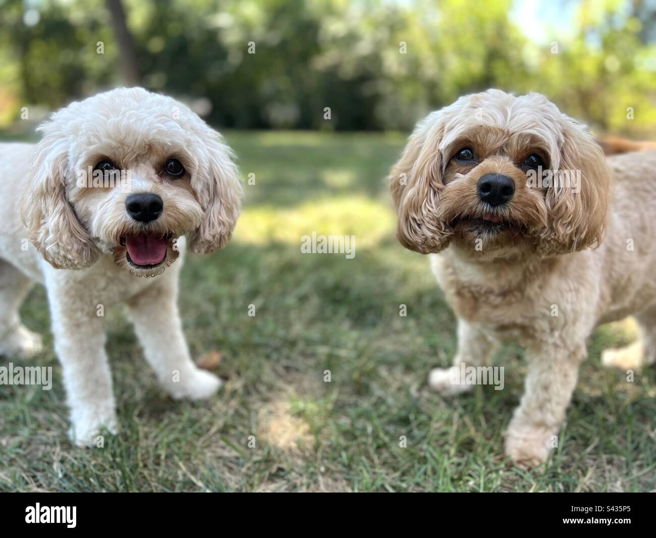 Shutterstock photos hi-res stock photography and images - Alamy