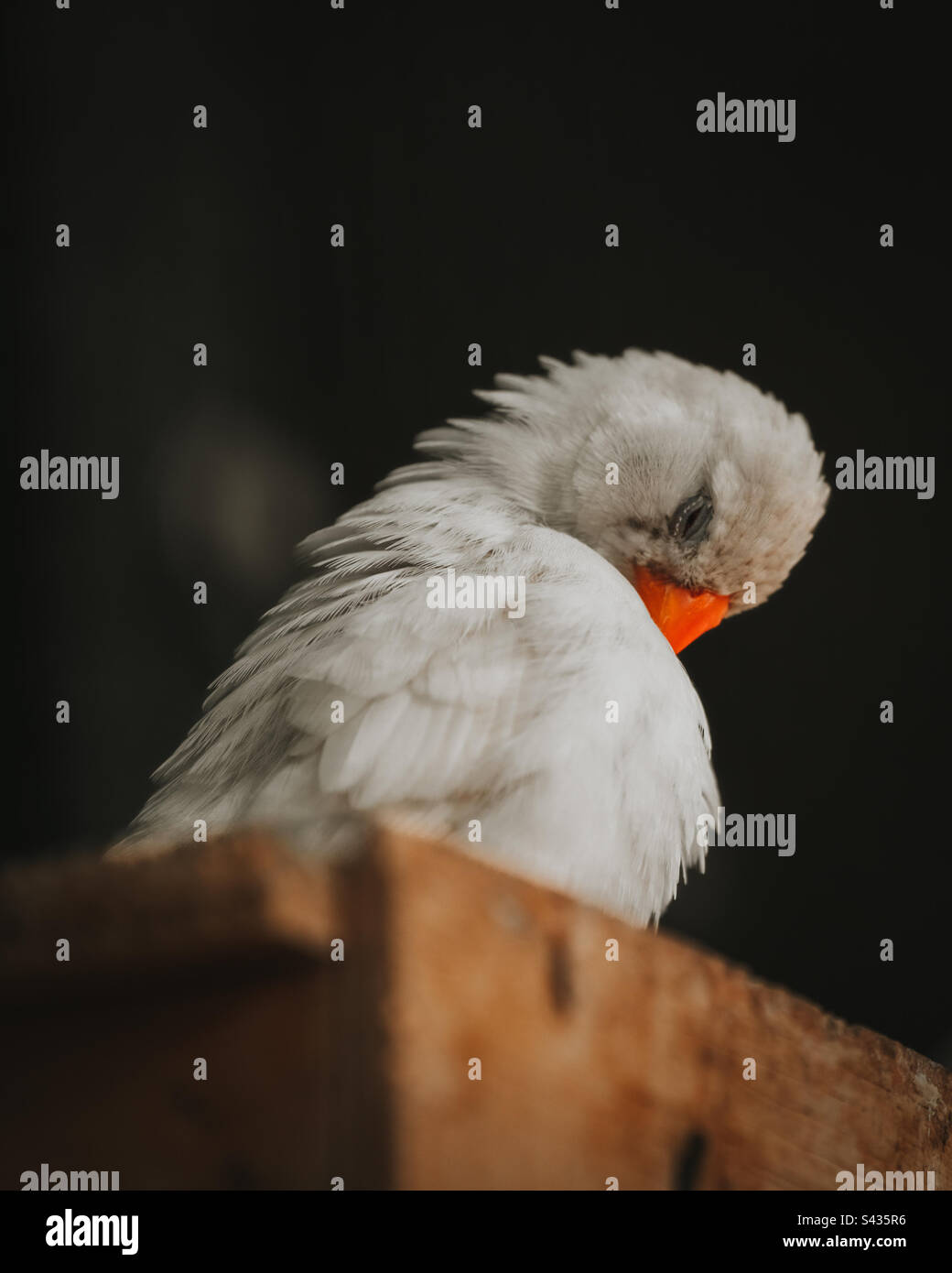 Bird sleeping hi-res stock photography and images - Alamy