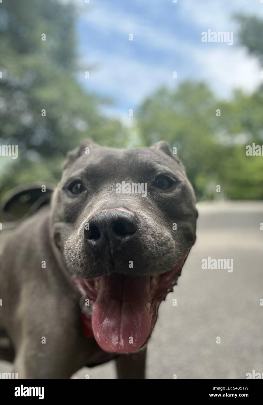 Pit bull photos hi-res stock photography and images - Alamy