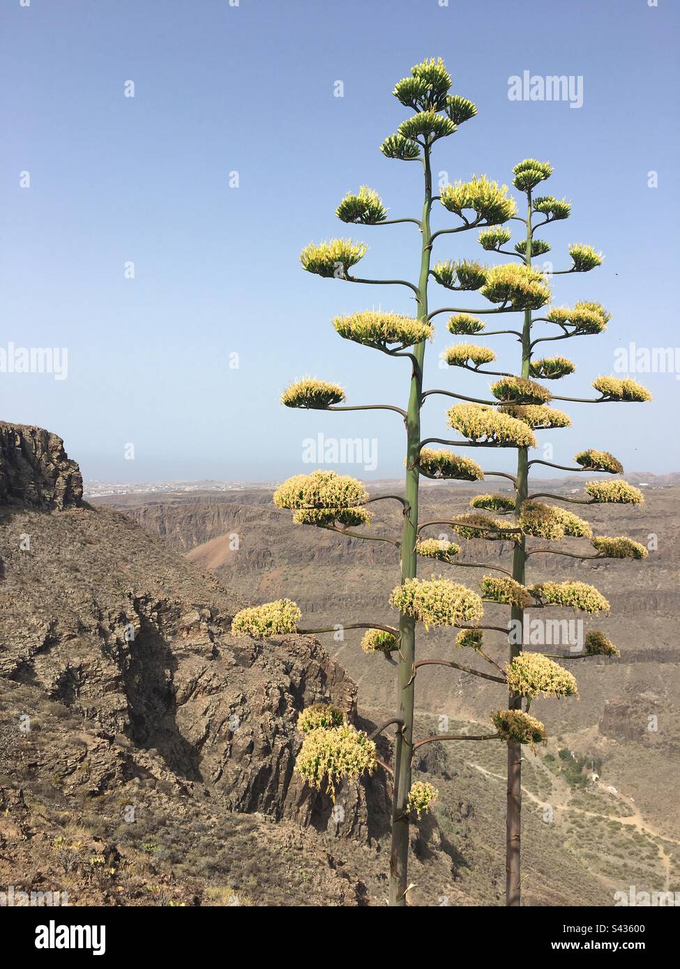 Gran_canaria hi-res stock photography and images - Alamy