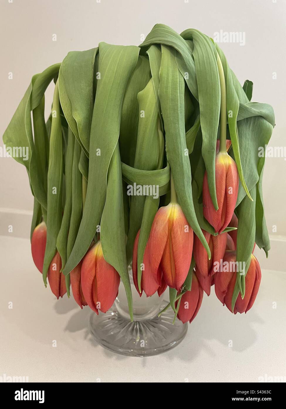 Dying tulips hi-res stock photography and images - Alamy