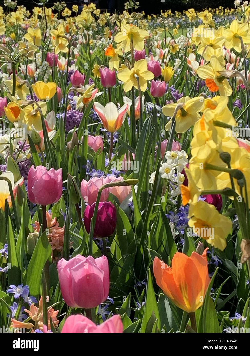 Fruhling blumen hi-res stock photography and images - Alamy