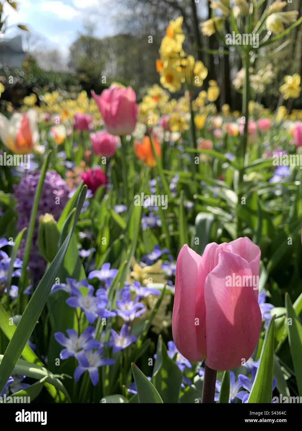 Fruhling blumen hi-res stock photography and images - Alamy