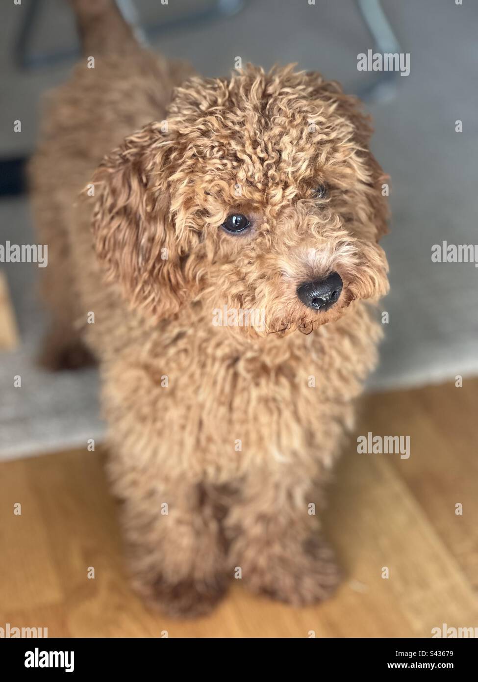 Red toy poodle puppy hi-res stock photography and images - Alamy