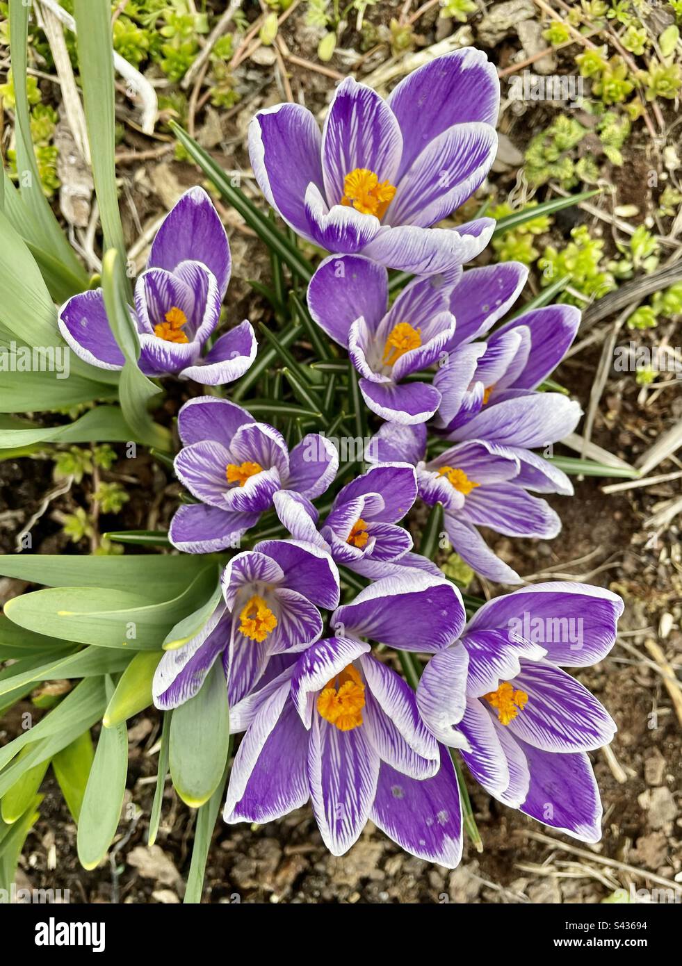 Purple white striped crocus hi-res stock photography and images - Alamy