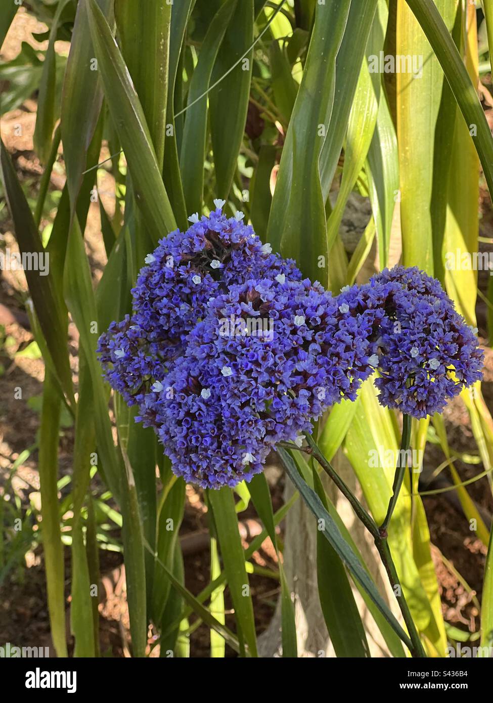 Exotic flower hi-res stock photography and images - Alamy