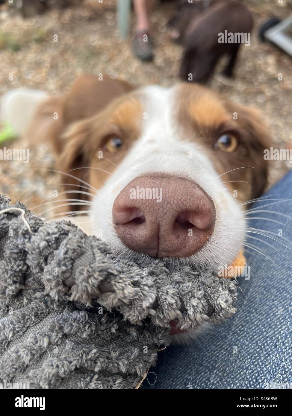 Head on lap hi-res stock photography and images - Alamy