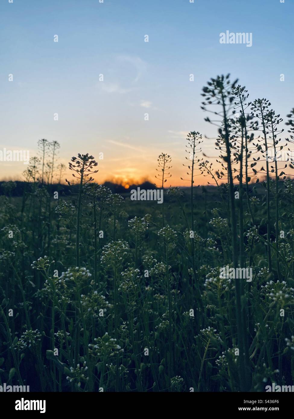 Peaceful sunset hi-res stock photography and images - Alamy