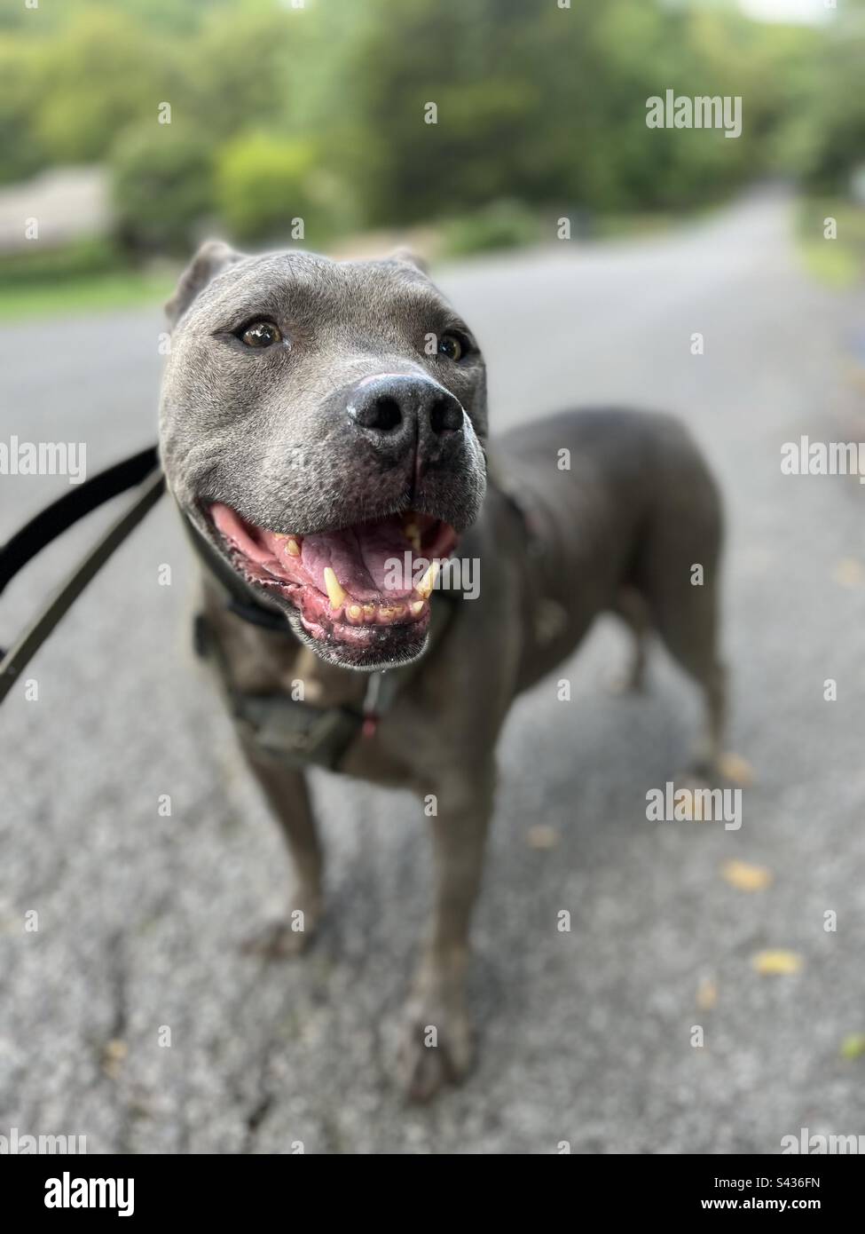 Pit bull photos hi-res stock photography and images - Alamy