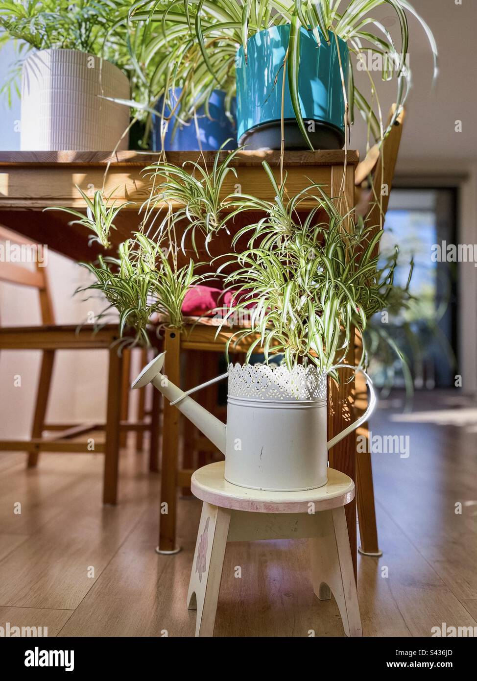 Low angle view of spider plant plantlets, also known as spiderettes ...