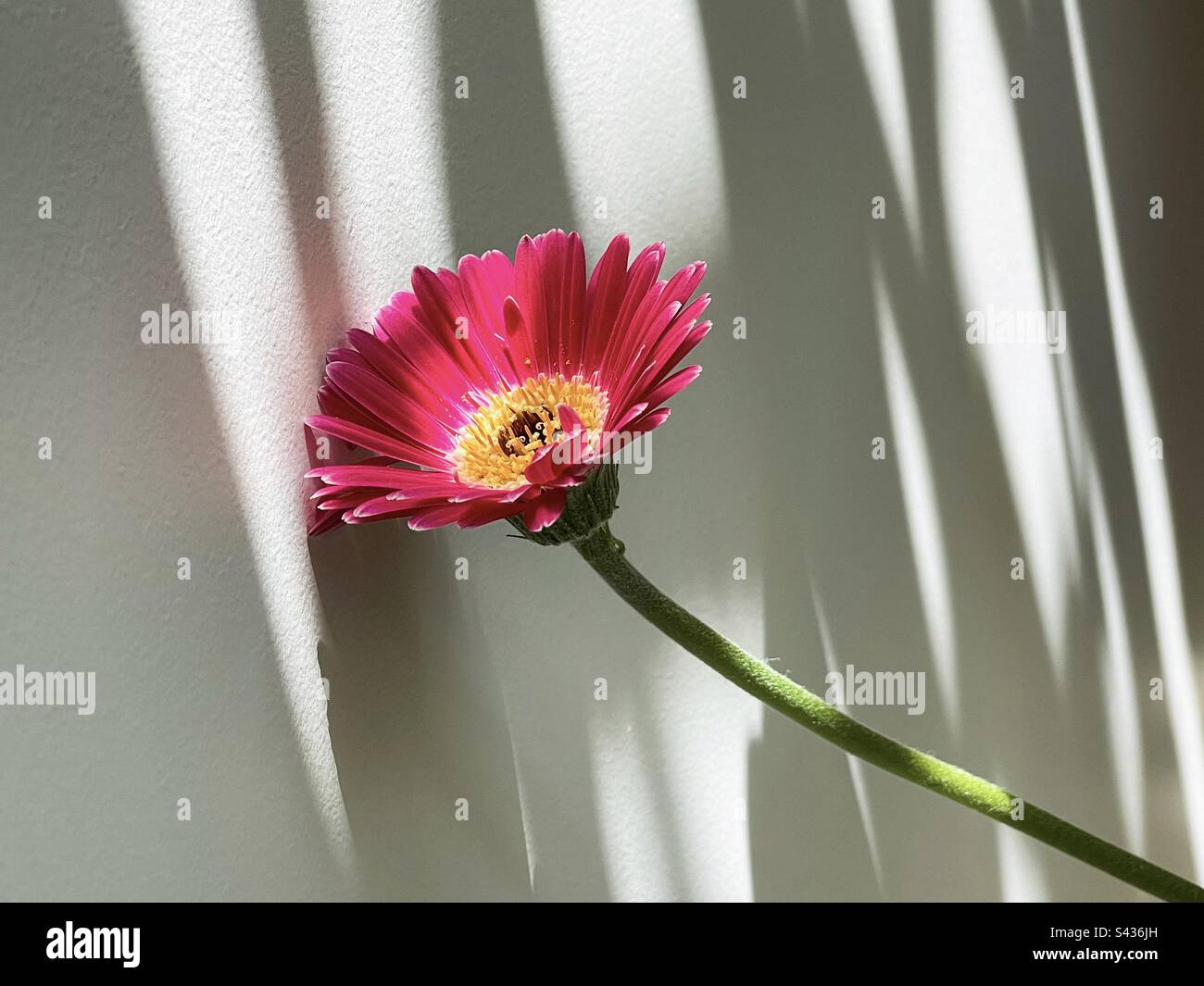 Close-up of a single pink Gerbera daisy also known as African daisy or ...