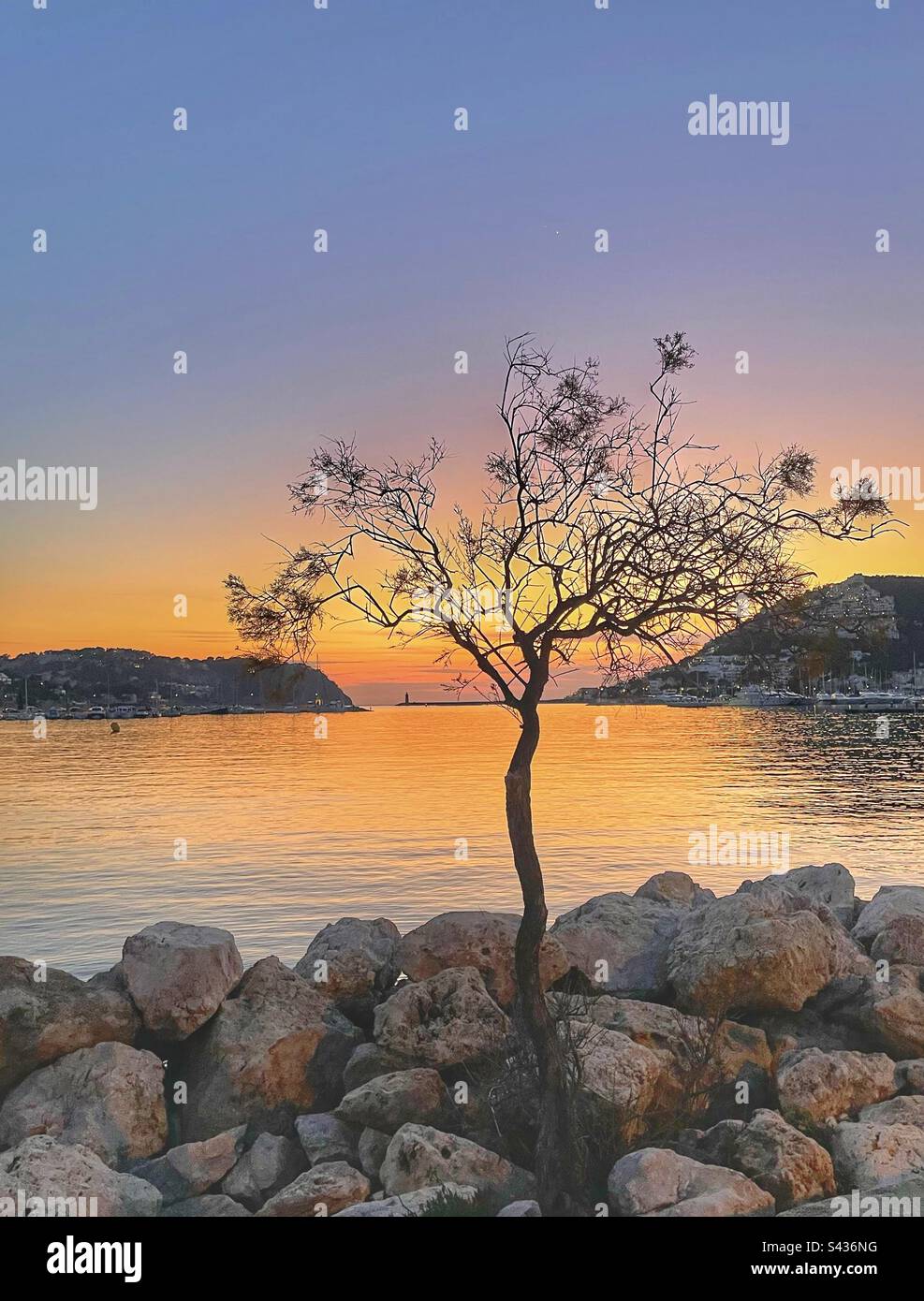 The “Lonely” Tree of Port andratx, Mallorca Stock Photo - Alamy