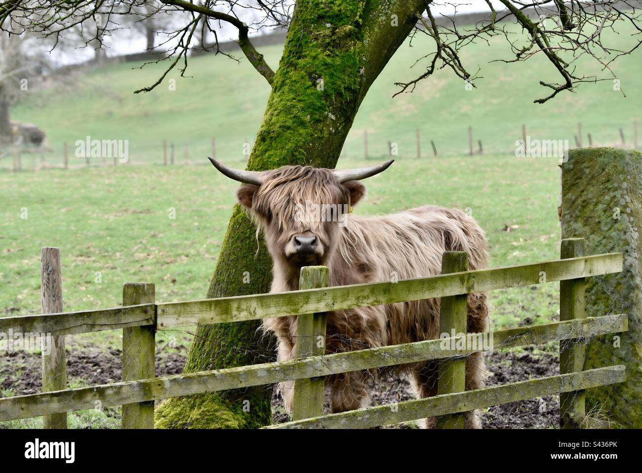 Highland cow nature hi-res stock photography and images - Alamy