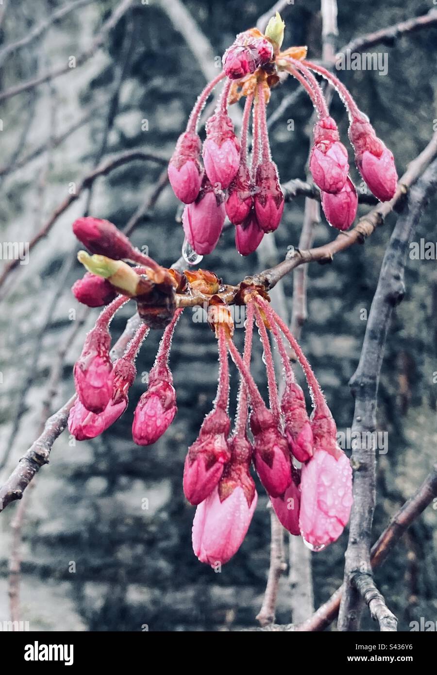 Budding flowers hi-res stock photography and images - Alamy
