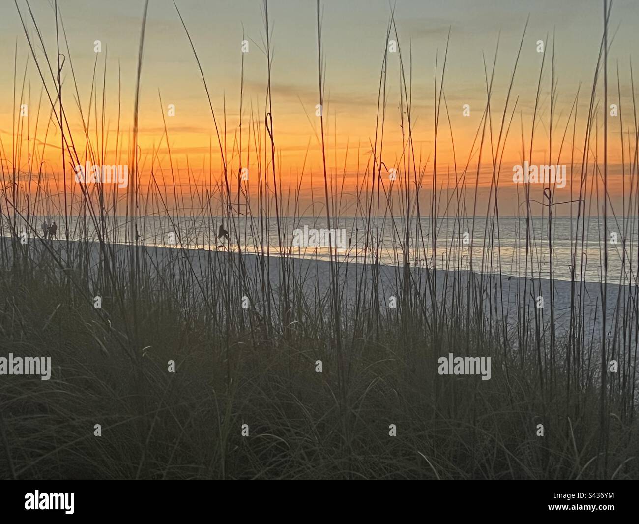 Sunset beach through beach grass hi-res stock photography and images ...