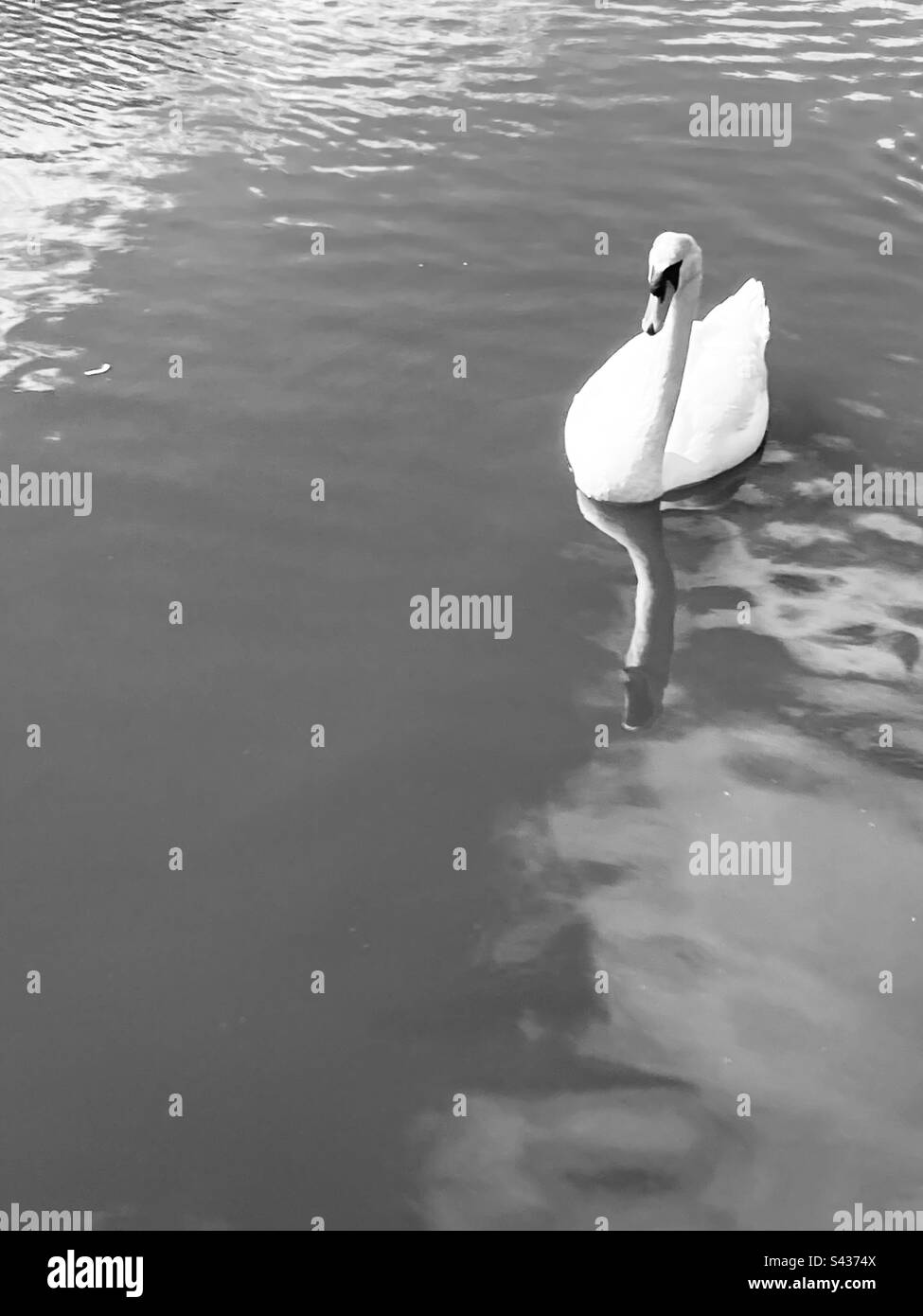 Swan by river hi-res stock photography and images - Alamy
