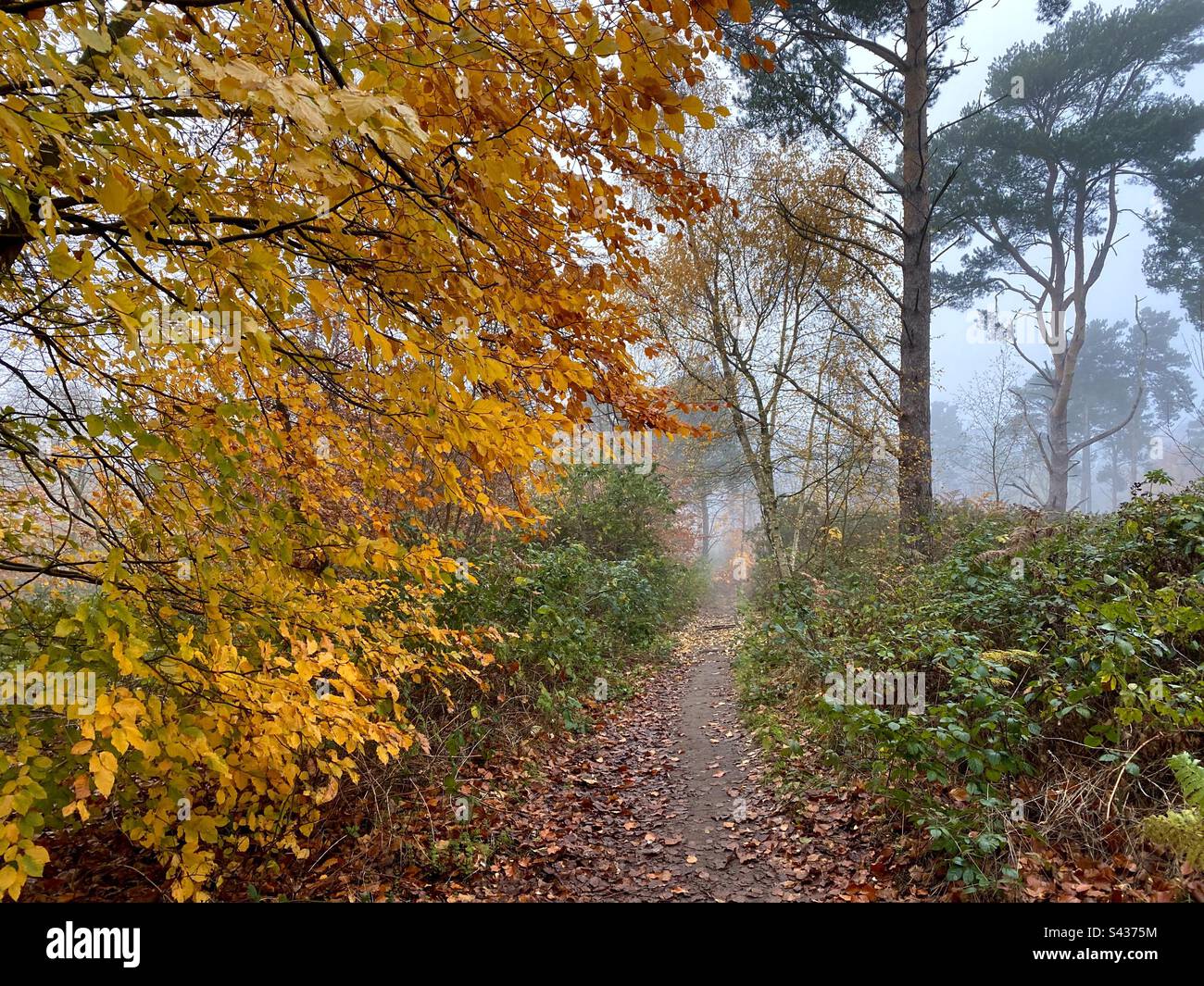 Gold in the forest hi-res stock photography and images - Alamy