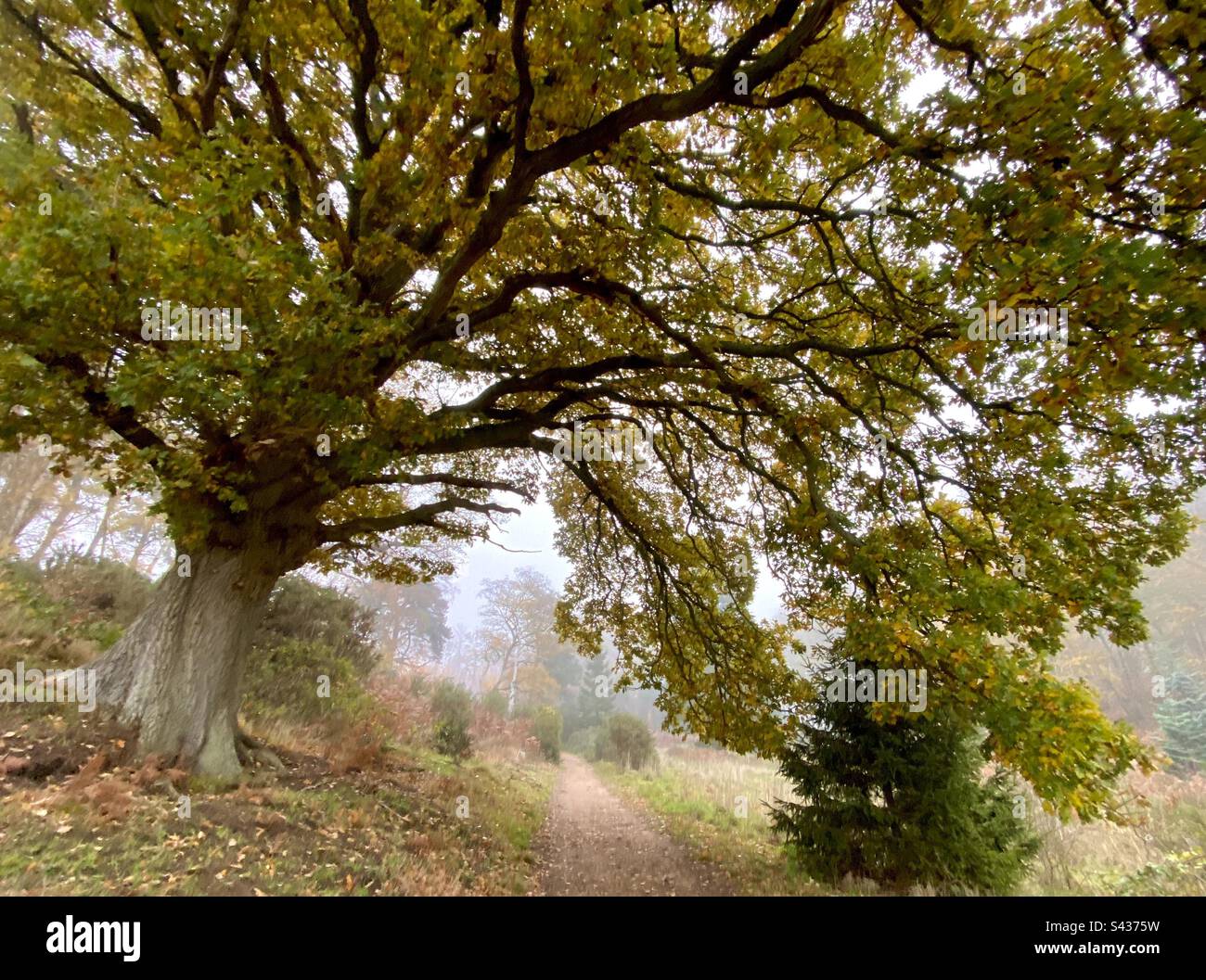 Tree park path hi-res stock photography and images - Alamy