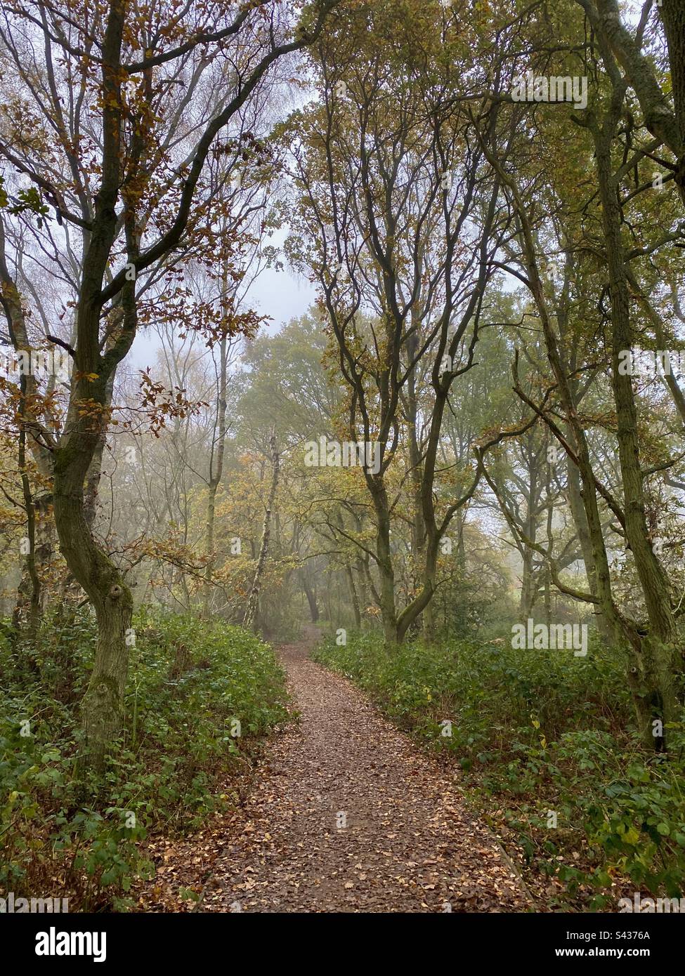 Colours of the forest hi-res stock photography and images - Alamy