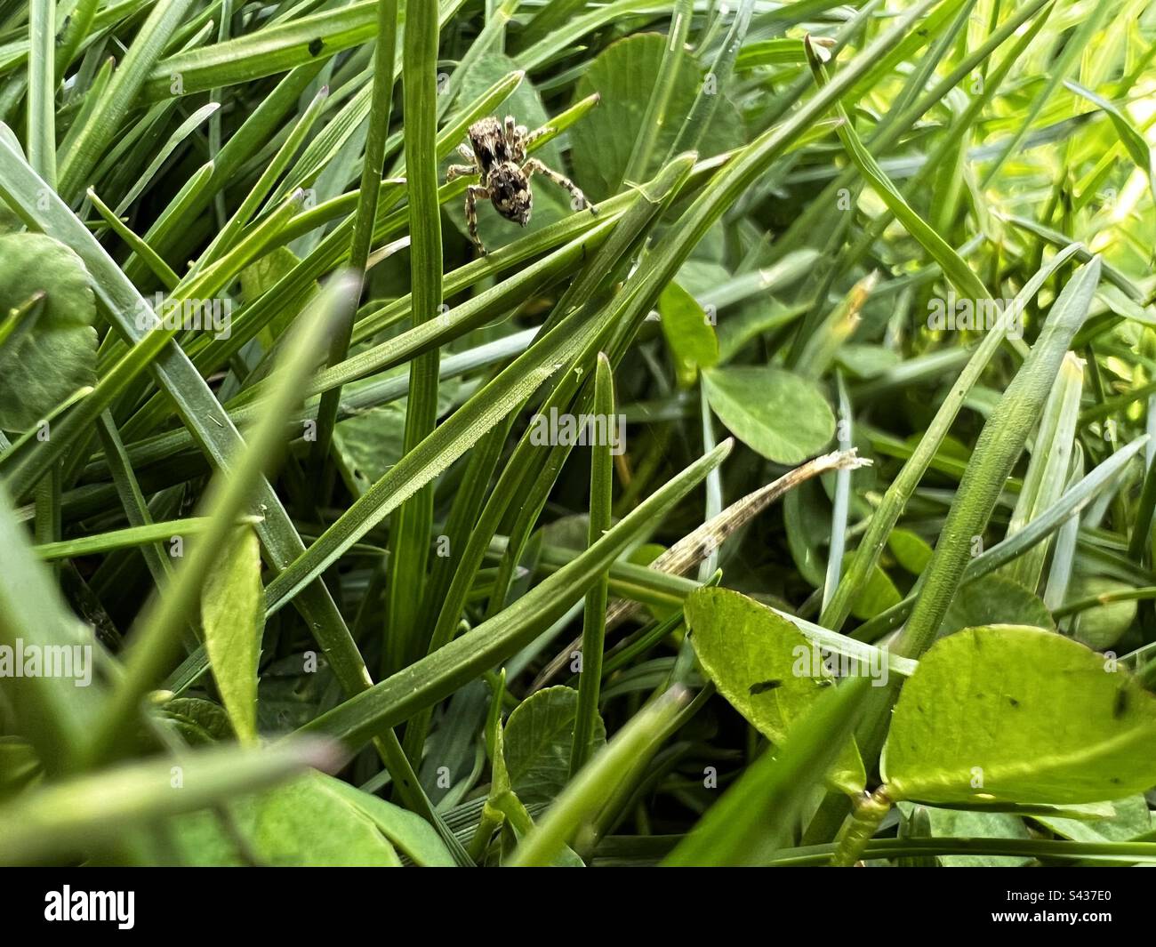Yard bug hi-res stock photography and images - Alamy