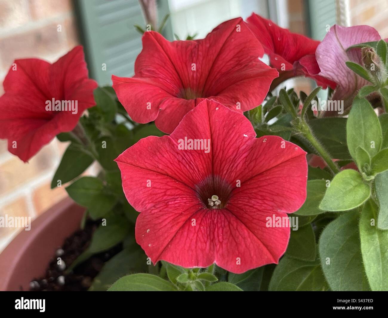 Tera pot hi-res stock photography and images - Alamy