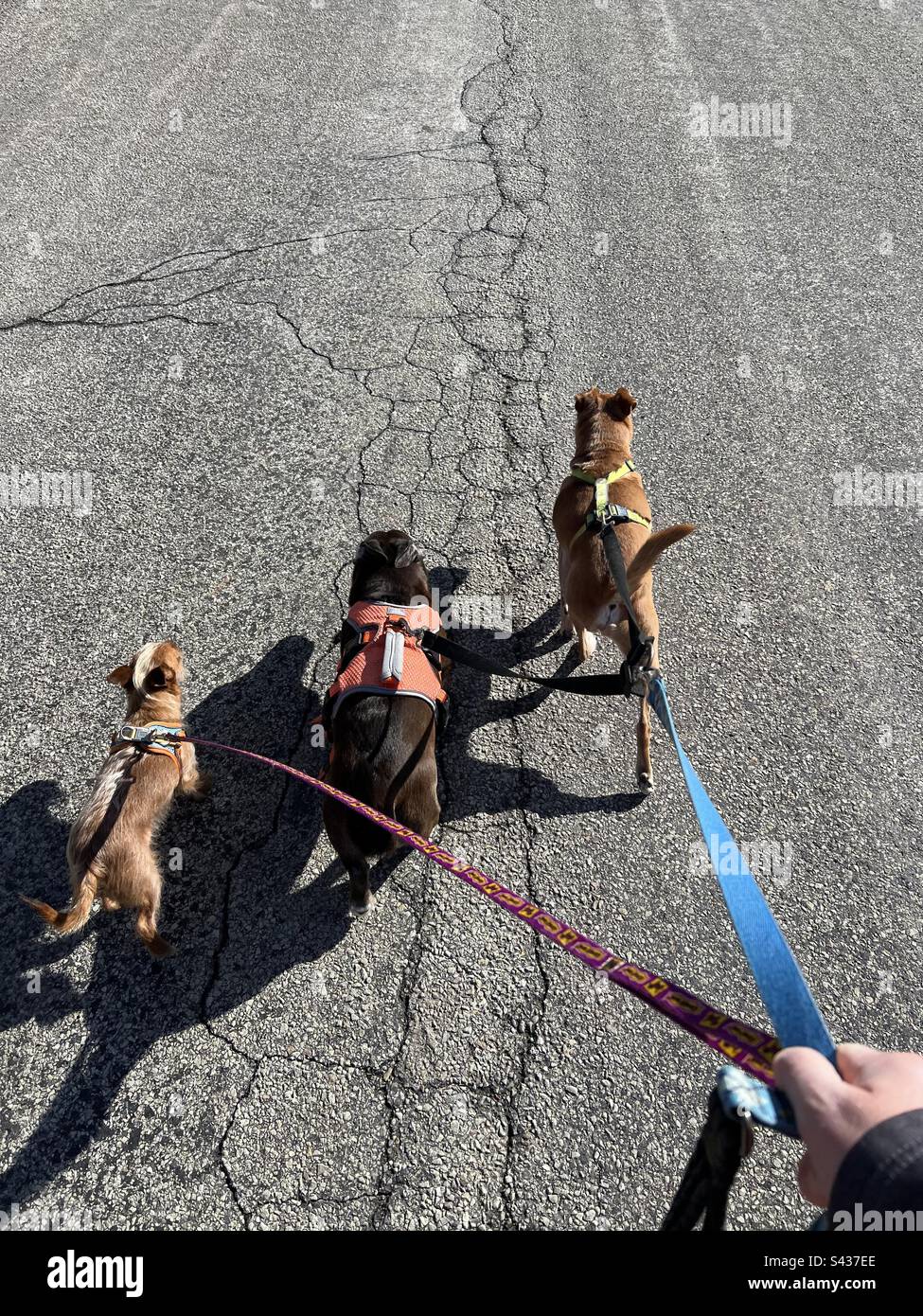 Walked dog hi-res stock photography and images - Alamy