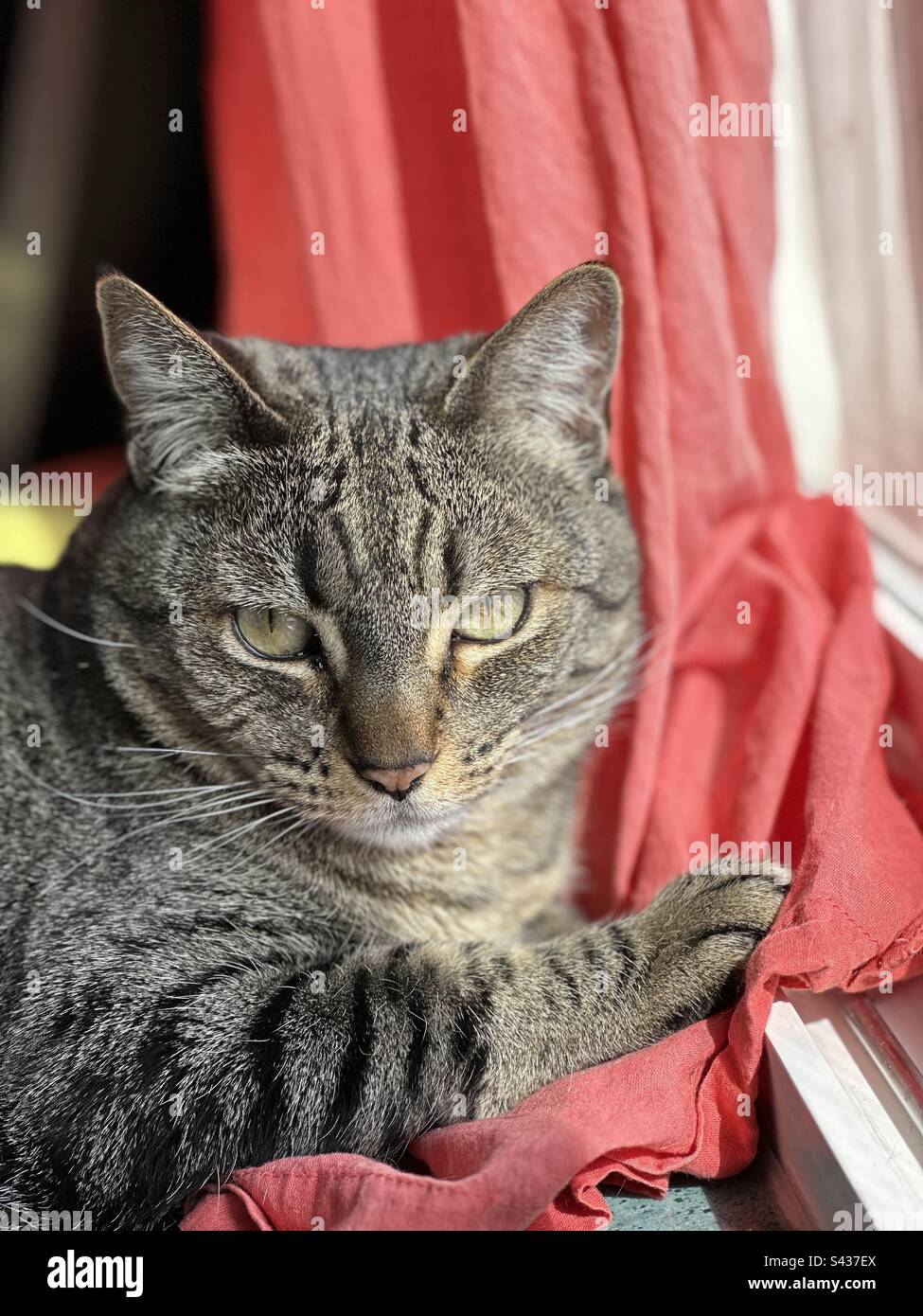 Grey tabby cat hi-res stock photography and images - Alamy