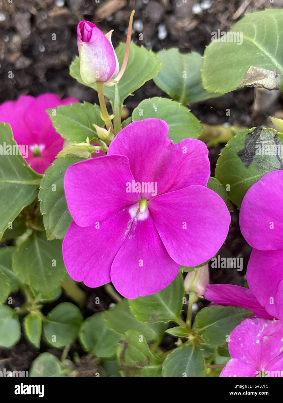 Pink impatiens plant hi-res stock photography and images - Alamy