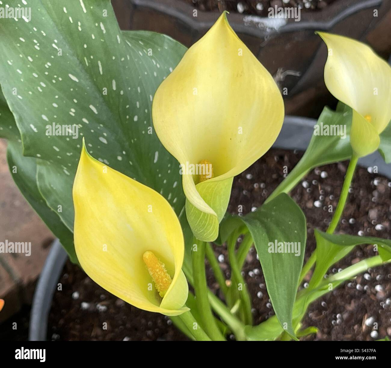 Calla lily pot hi-res stock photography and images - Alamy