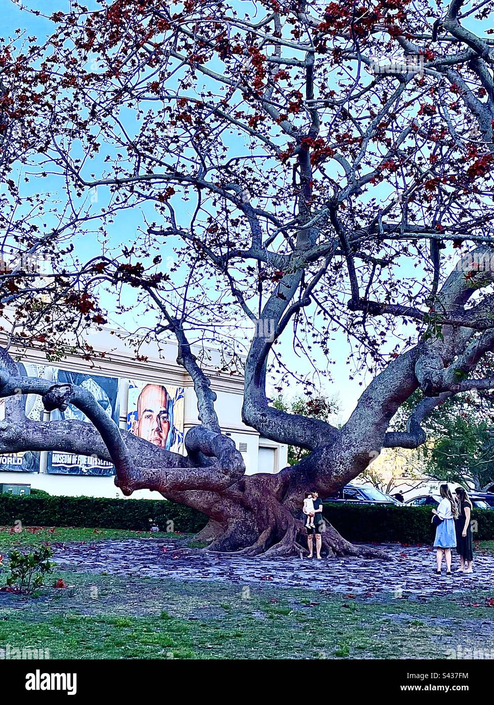 Crazy tree hi-res stock photography and images - Alamy