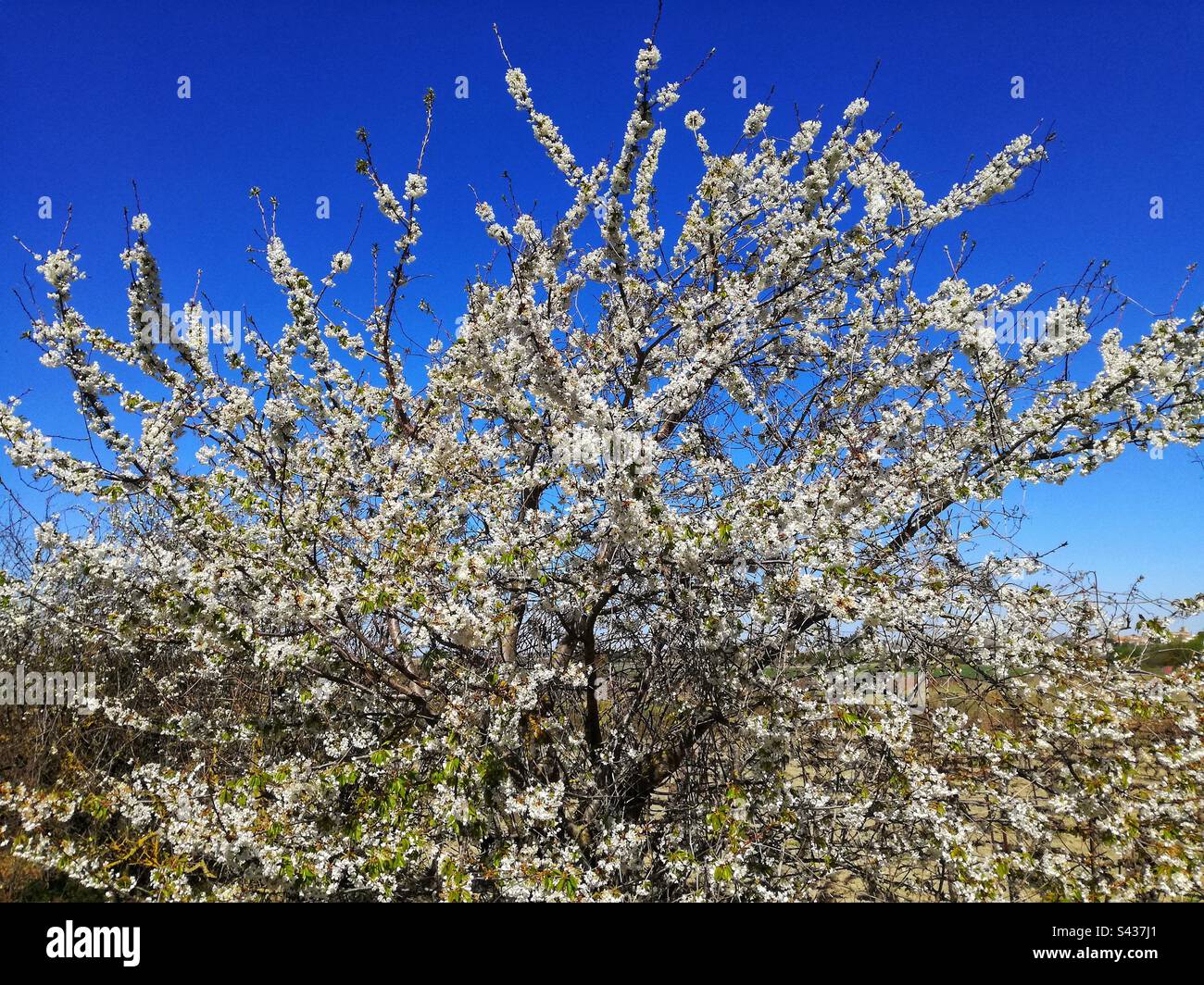 Cherry Tree in blossom Stock Photo - Alamy