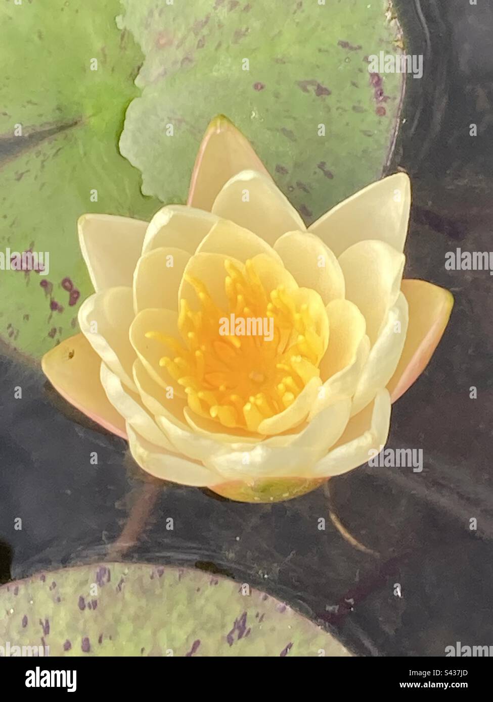 Floating flower petals hi-res stock photography and images - Alamy