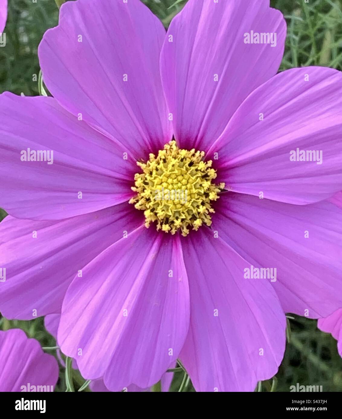 Colors of attraction Stock Photo - Alamy