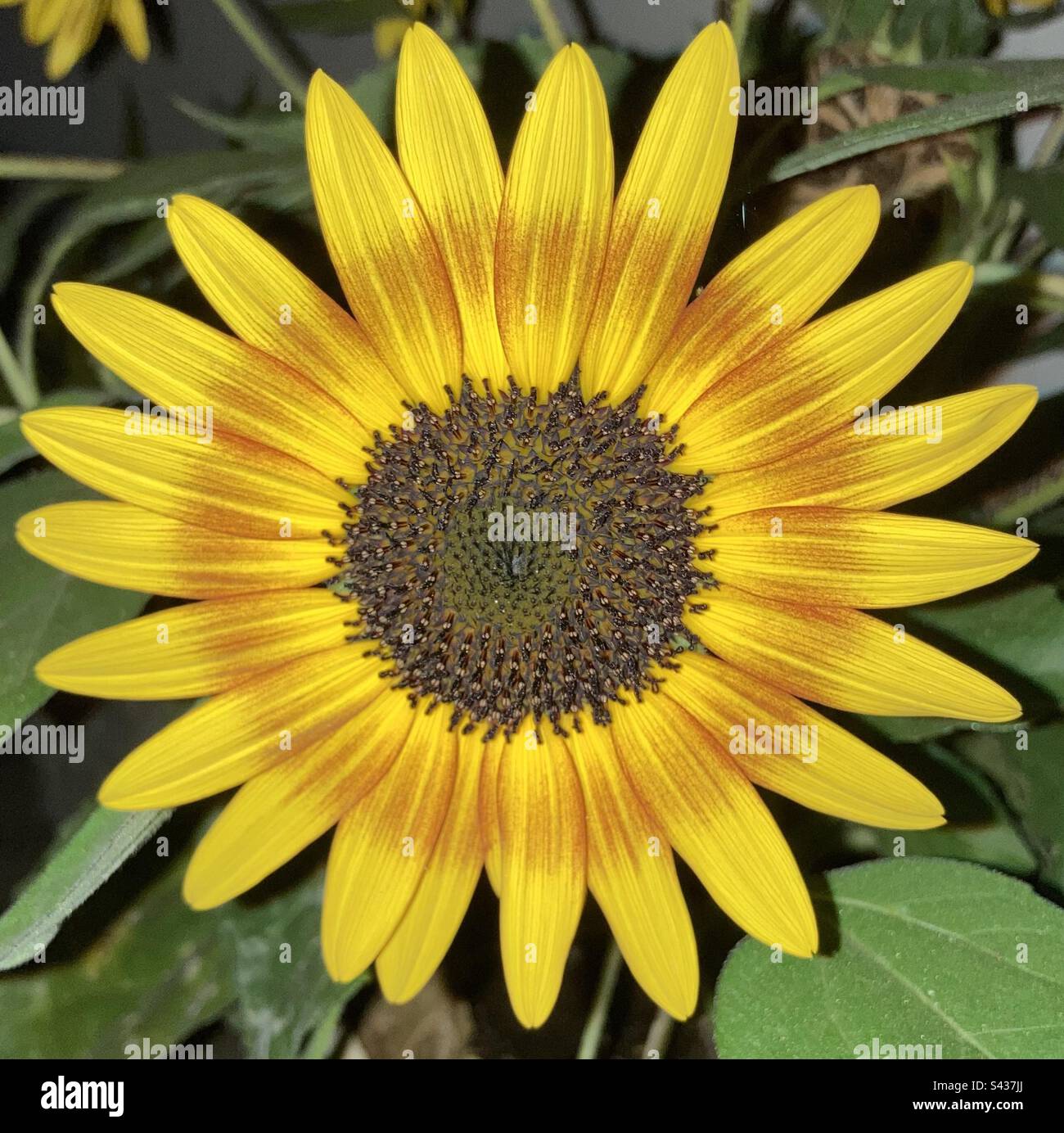 Where is my sun Stock Photo - Alamy
