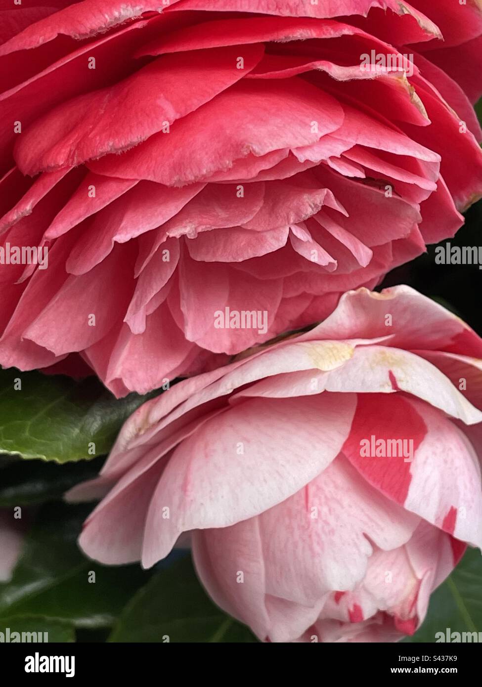 Two flowers hi-res stock photography and images - Alamy