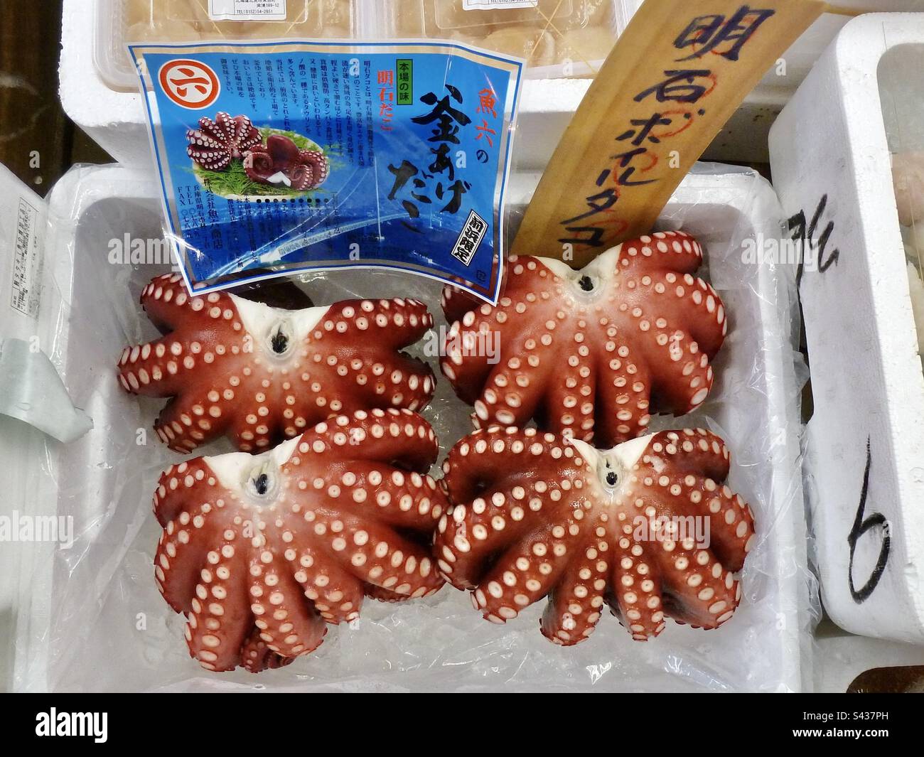 Octopuses hi-res stock photography and images - Alamy