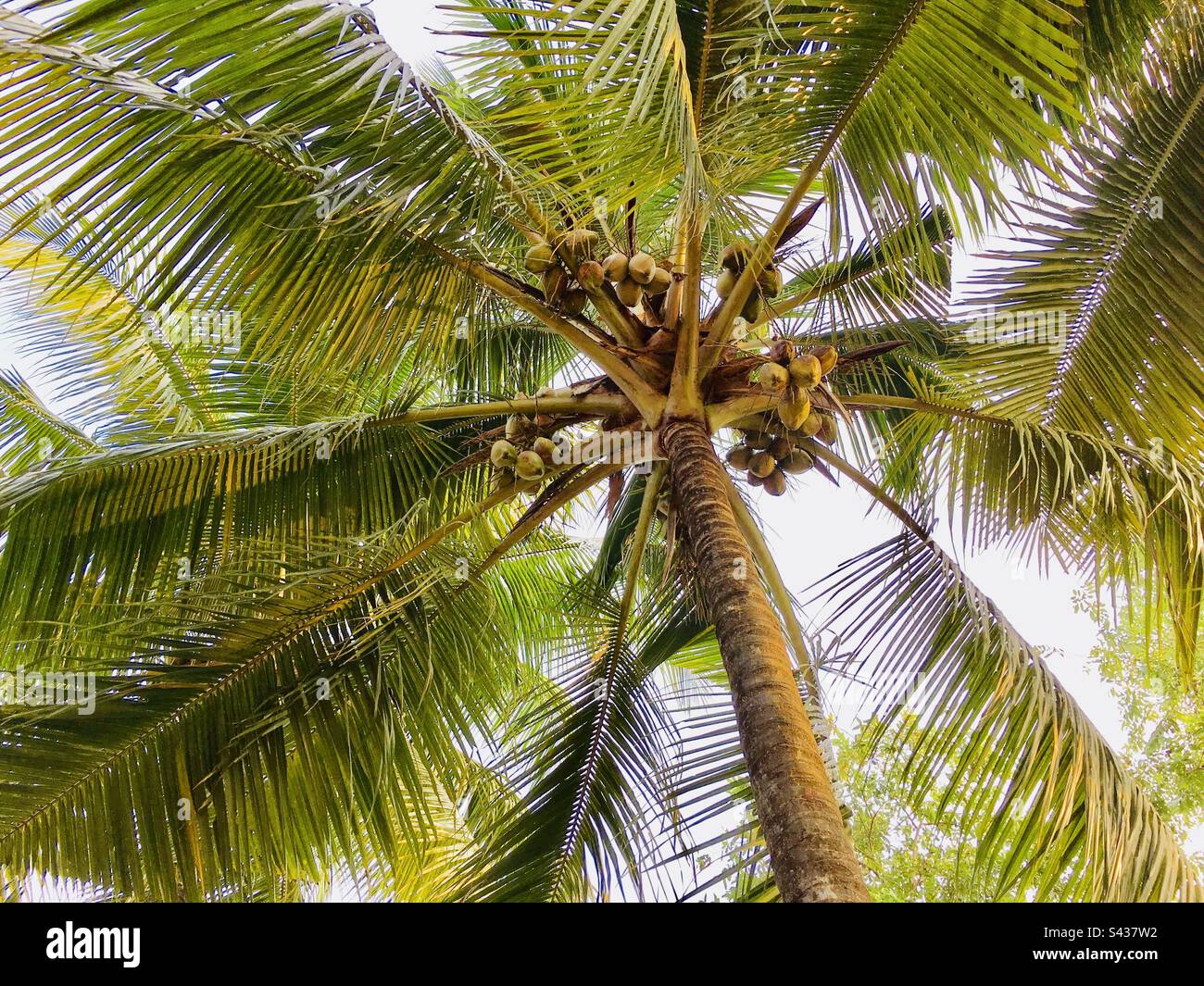 The tree of kerala hi-res stock photography and images - Alamy