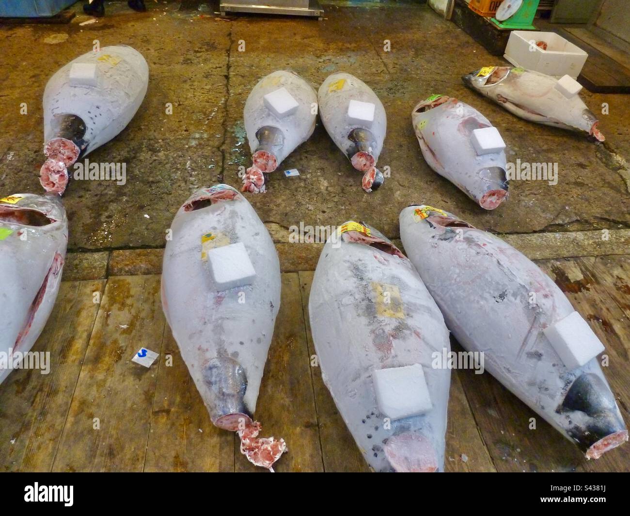 Tuna japan market frozen hi-res stock photography and images - Alamy