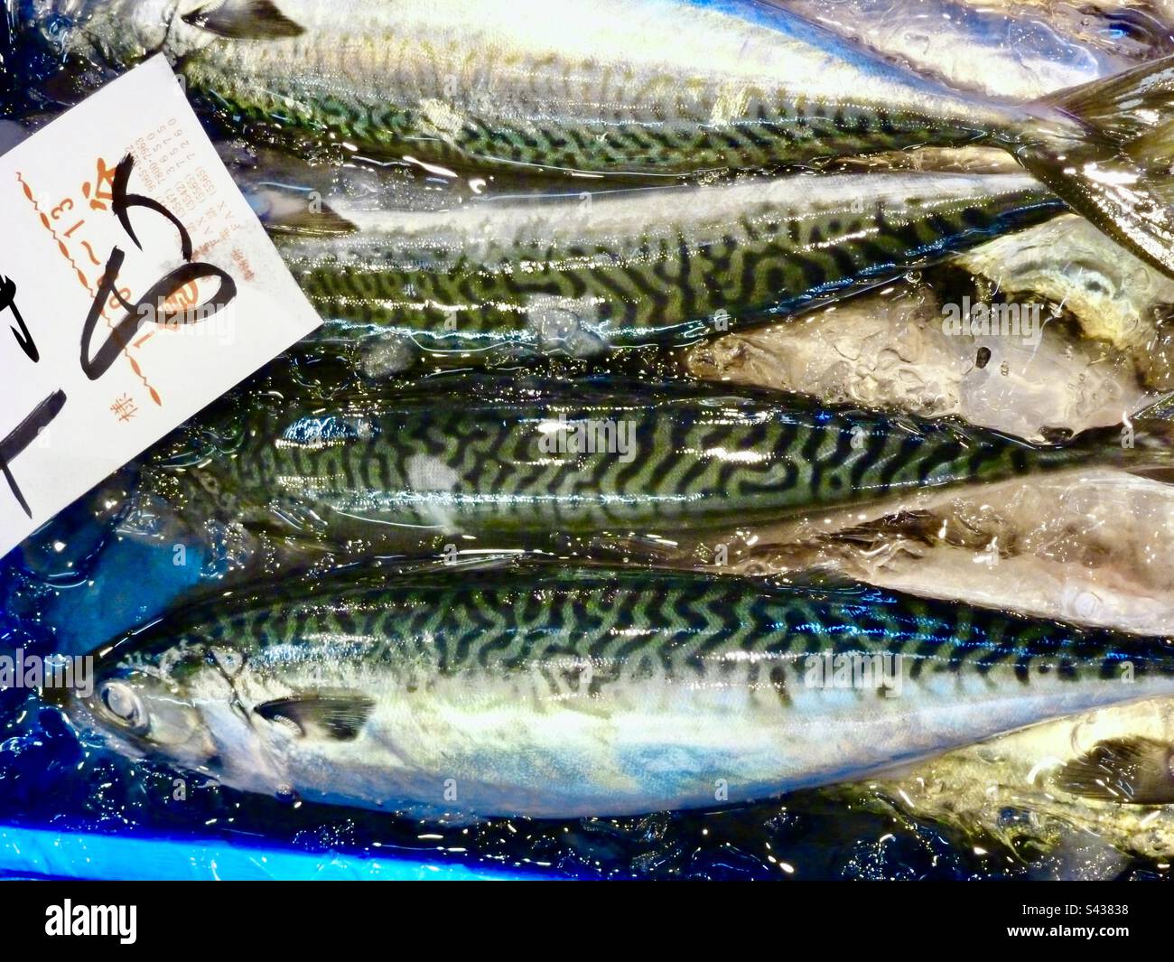 Fresh mackerel in iced water at a Japanese fish market Stock Photo - Alamy